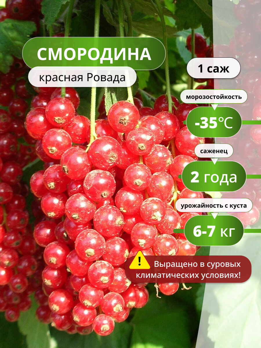 Смородина красная Ровада / 1 шт, саженец смородины, морозостойкая