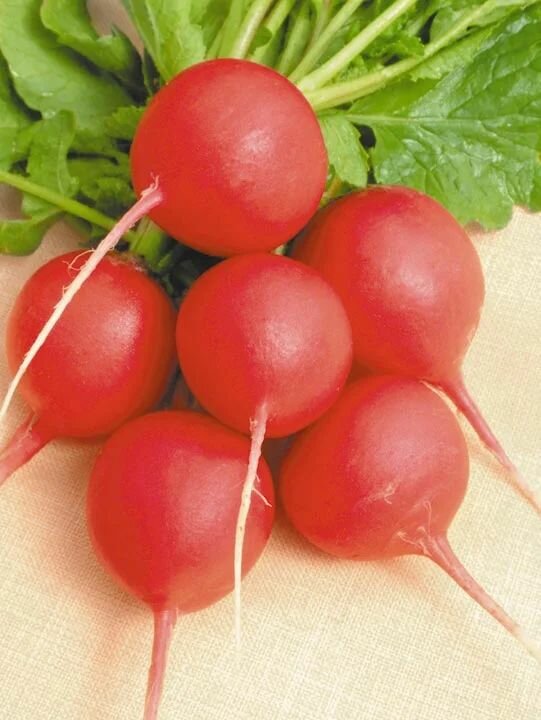 Коллекционные семена редиса Охотский