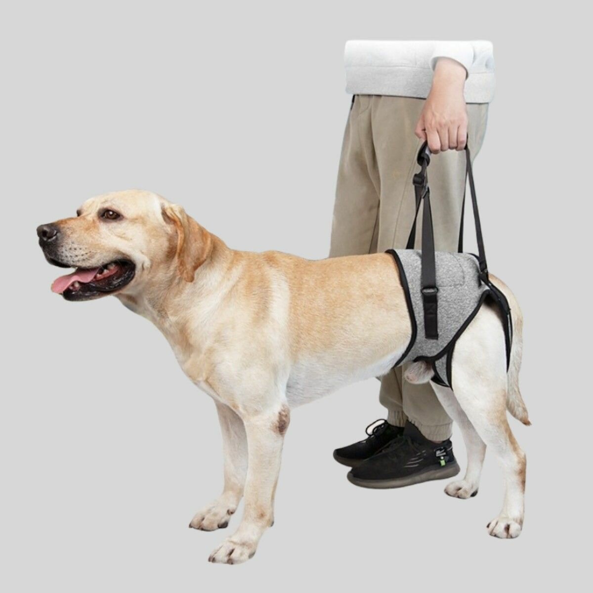 Ходунки для собак