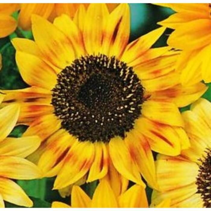 Семена декоративного подсолнечника "Музыкальная шкатулка"