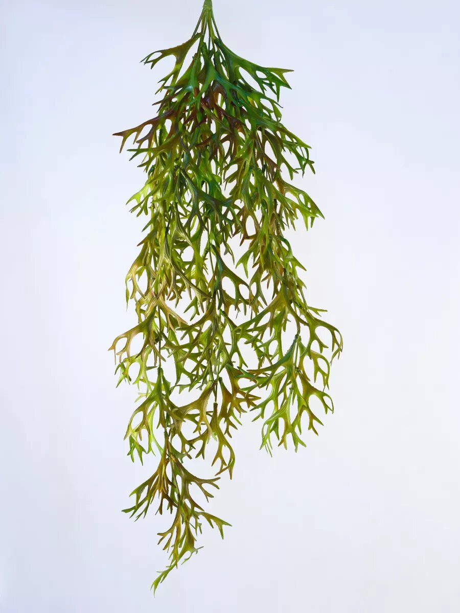 Цветок искусственный Рожки ампельные 80 см (платицериум)