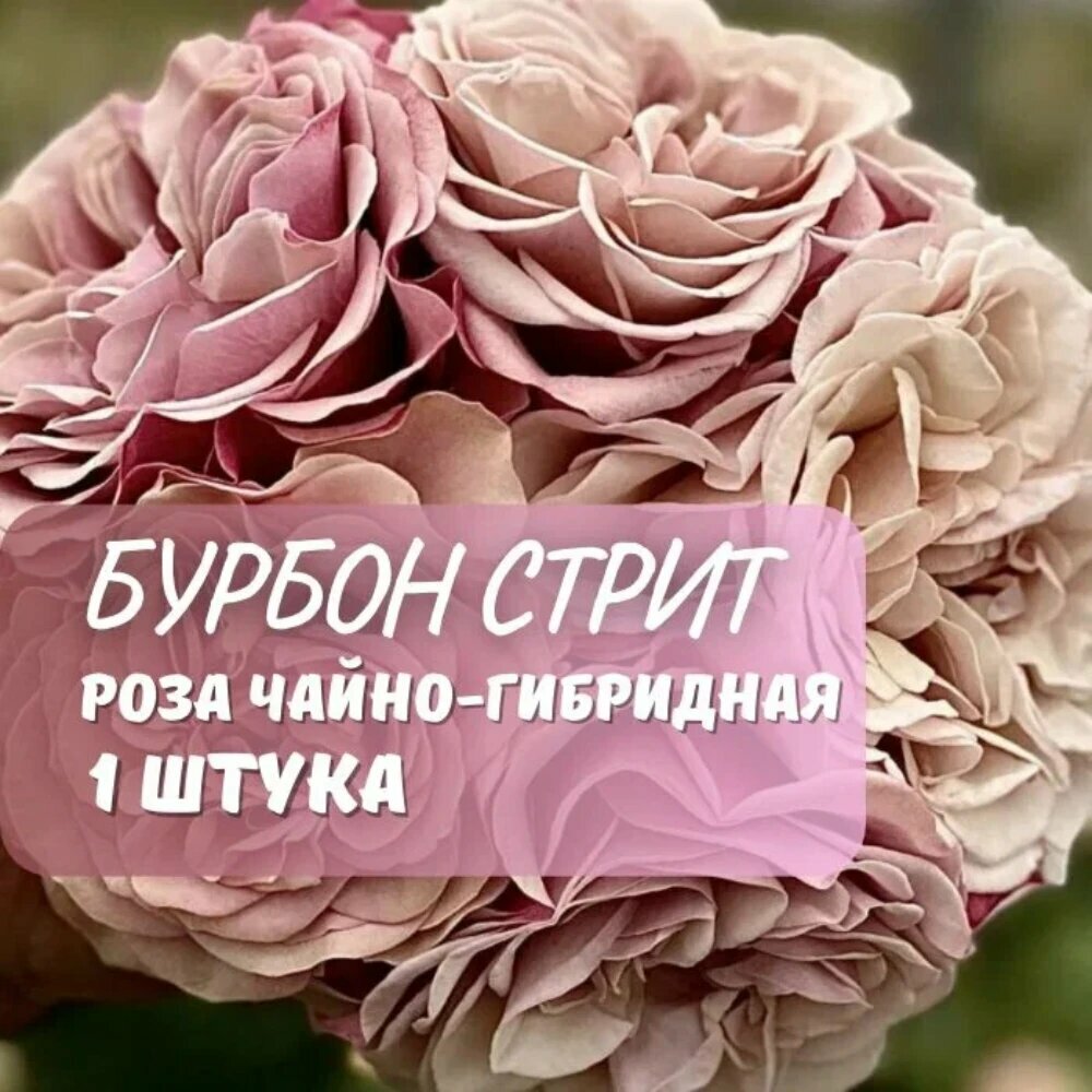 Роза чайно-гибридная Бурбон Стрит (Bourbon Street) / 1 шт, ароматный сорт