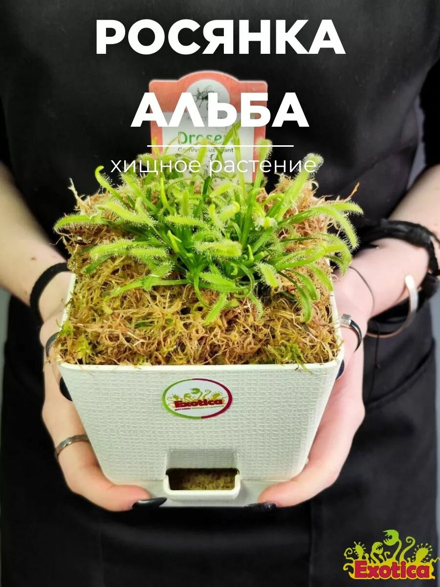 Росянка Альба (Drosera Alba) D12см, хищное растение