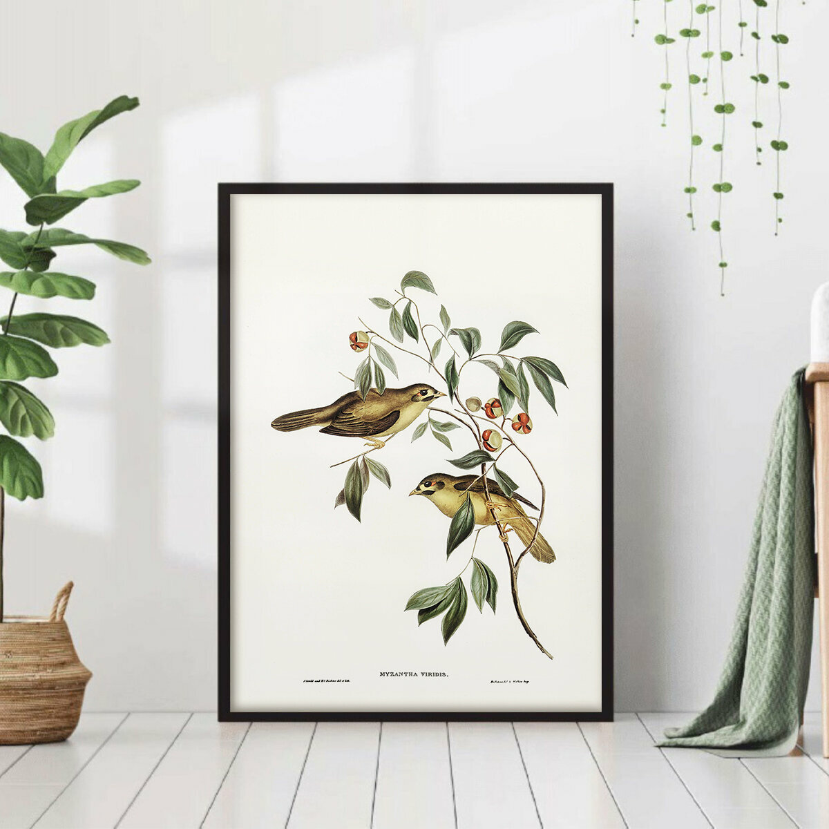 Постер "Птицы на ветке ретро иллюстрация" в черной рамке 40x50 см для интерьера на стену