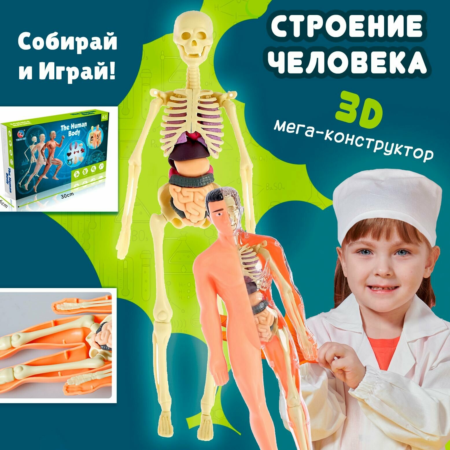 3Д конструктор строение тела человека со скелетом, детский, анатомия для детей, развивающая игрушка
