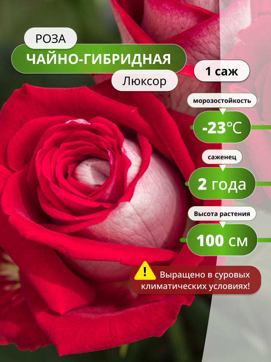Роза чайно-гибридная Люксор (Luxor) / 1 шт, розы, ароматные, морозостойкие