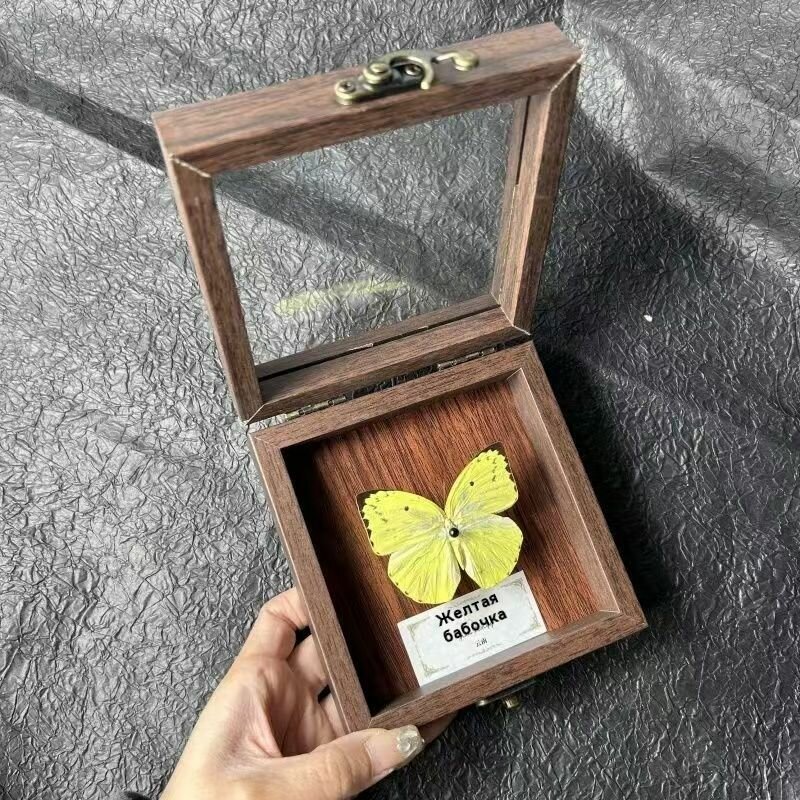 Настоящие экземпляры бабочек, образцы насекомых, трехмерная рамка