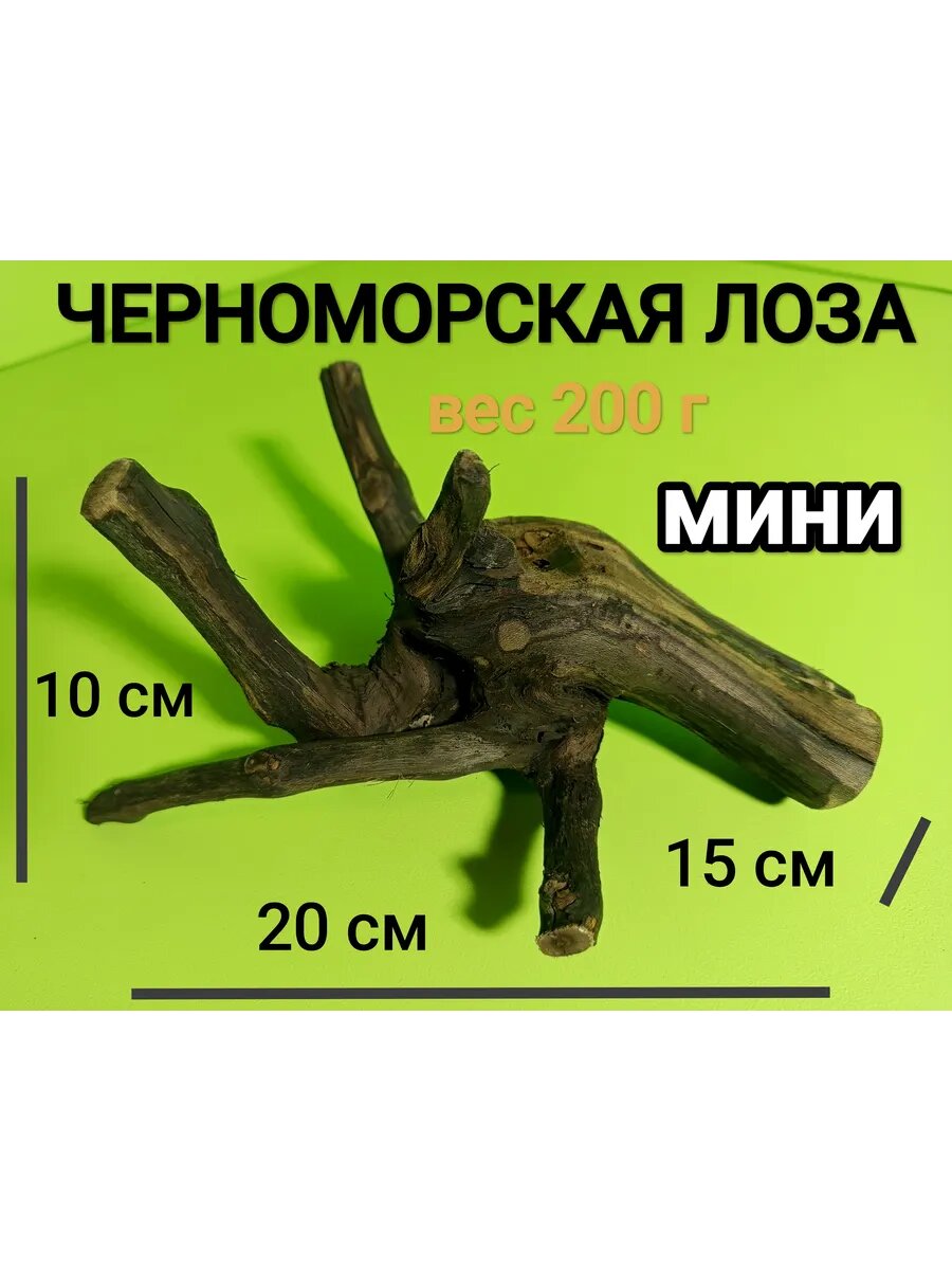 Черноморская виноградная лоза мини для аквариума, террариума