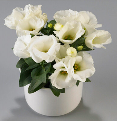 Семена цветов Эустома крупноцветковая Сюита Белая (5 шт.)