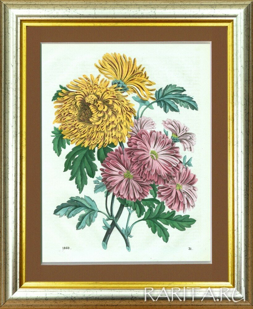 Садовые хризантемы. Антикварная литография