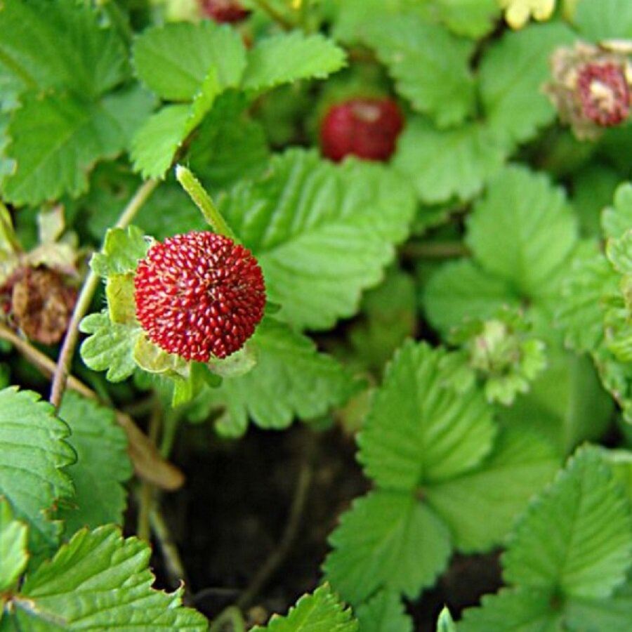 Семена Deodar SEEDS COMPANY Дюшения 20 шт.