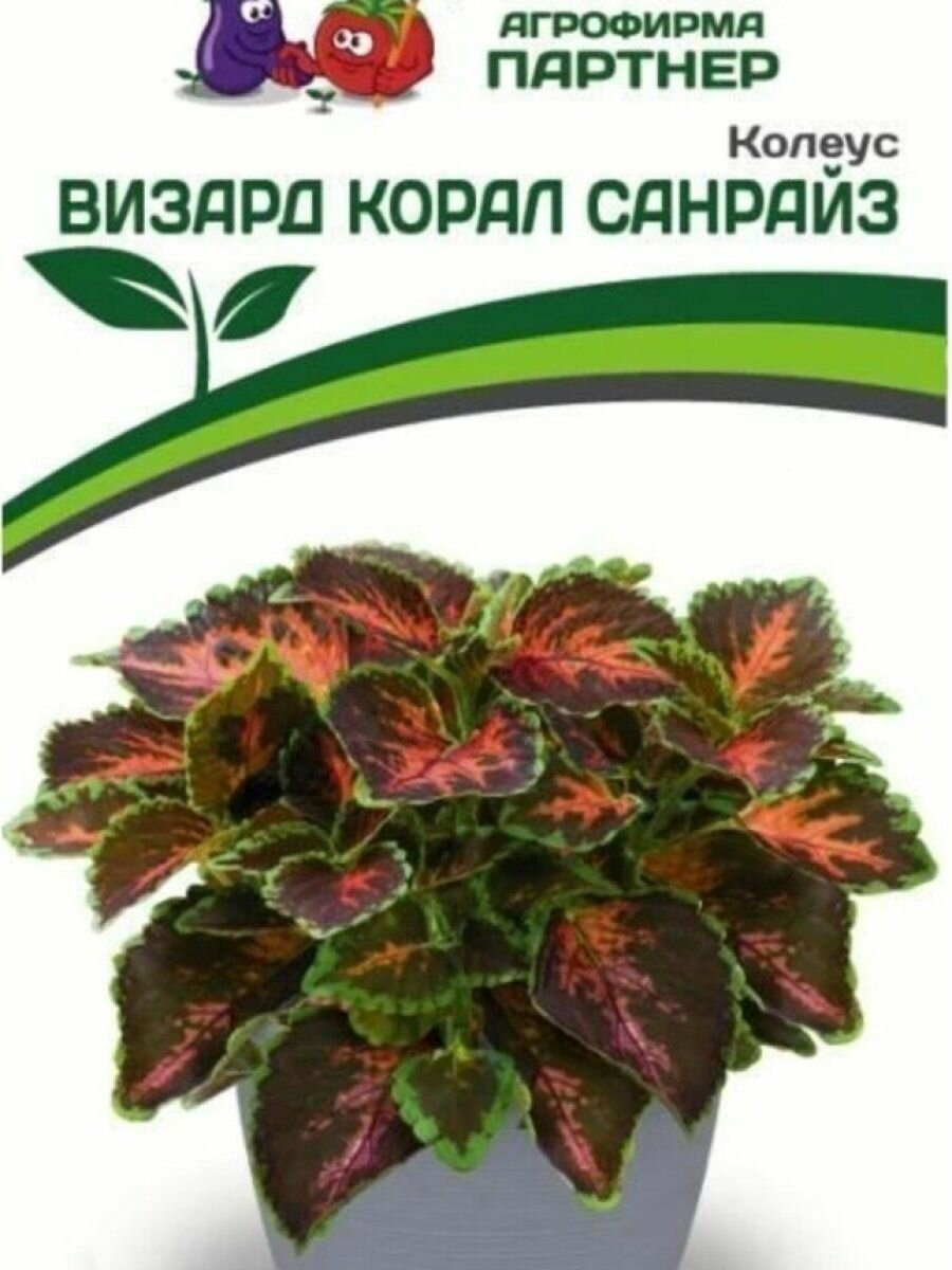 Колеус Визард Корал Санрайз шлемниковидный 10 шт. Семена Партнер