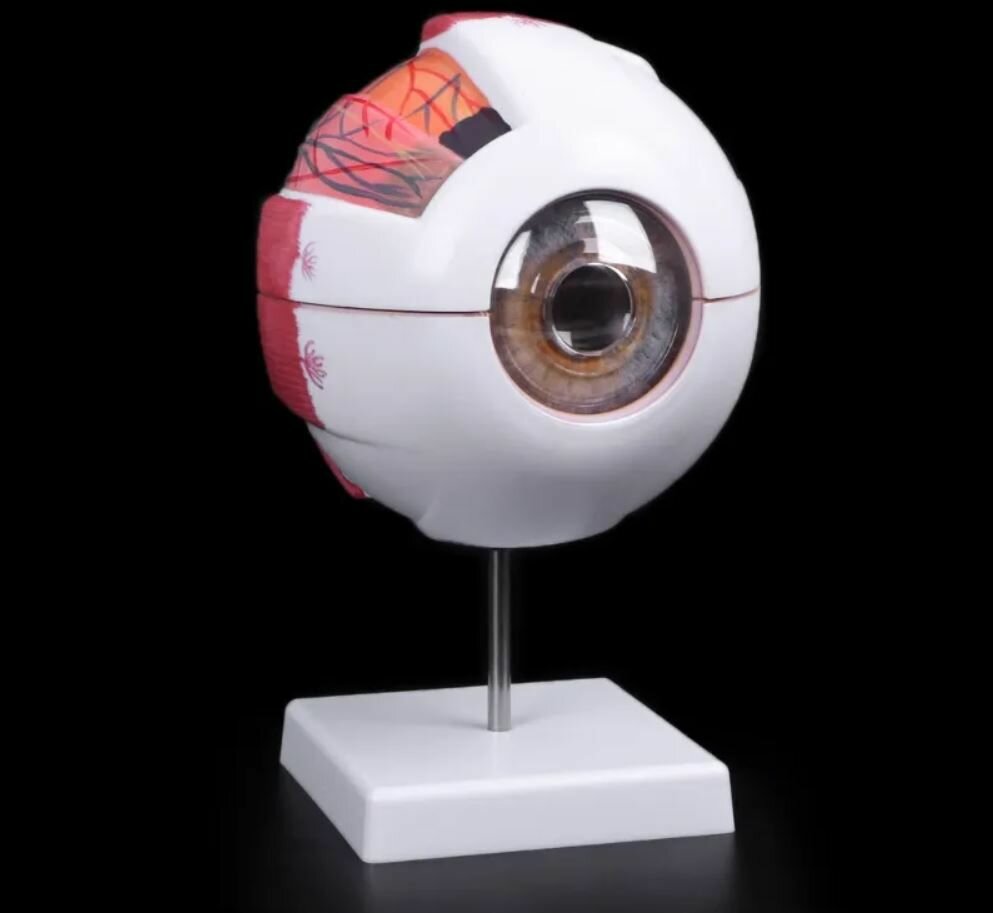 Анатомическая модель глаза Eye-Ball X6, разборная, 16см, ПВХ, белый