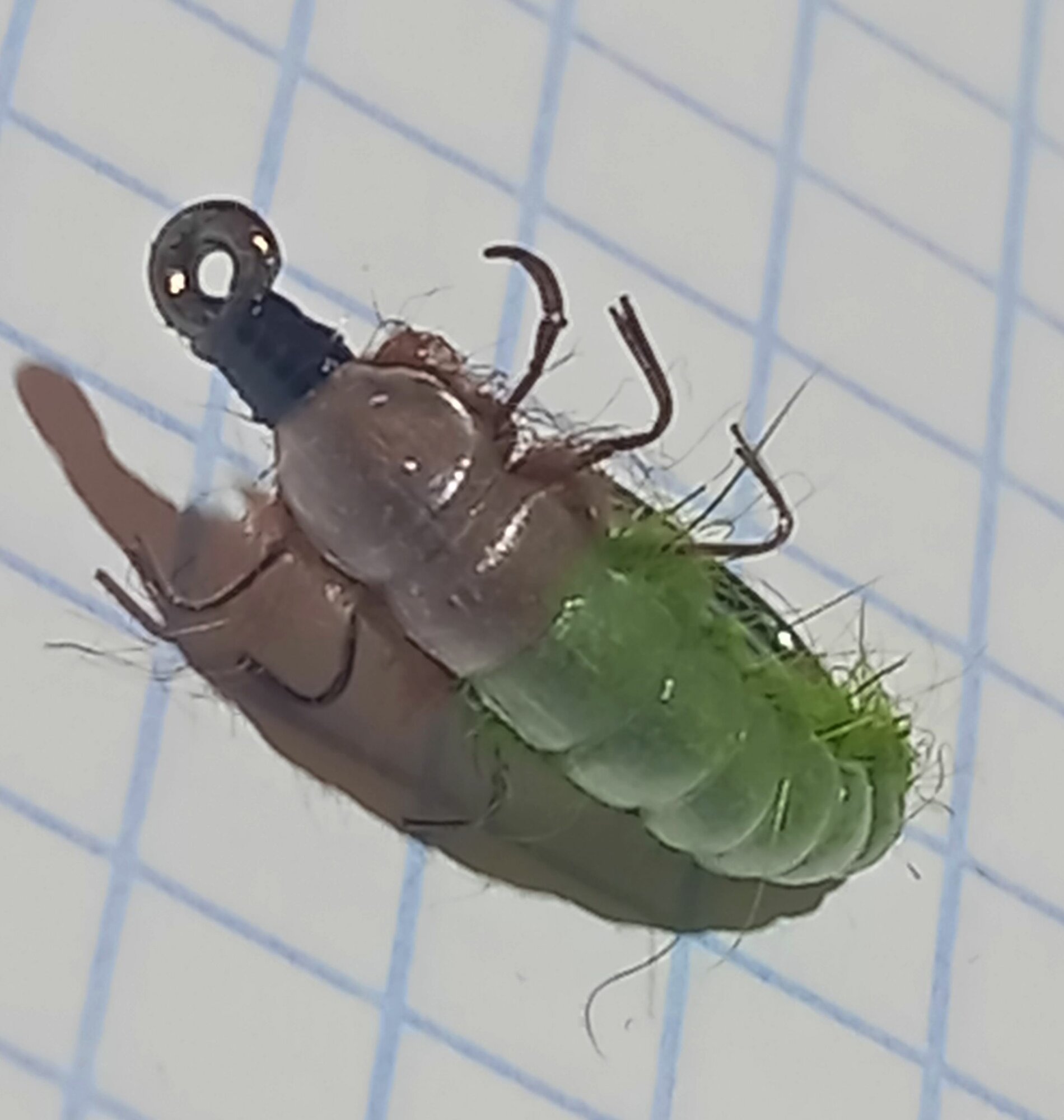 Реалистичная мушка "Ручейник". На хариуса и другую рыбу. На одинарном крючке.