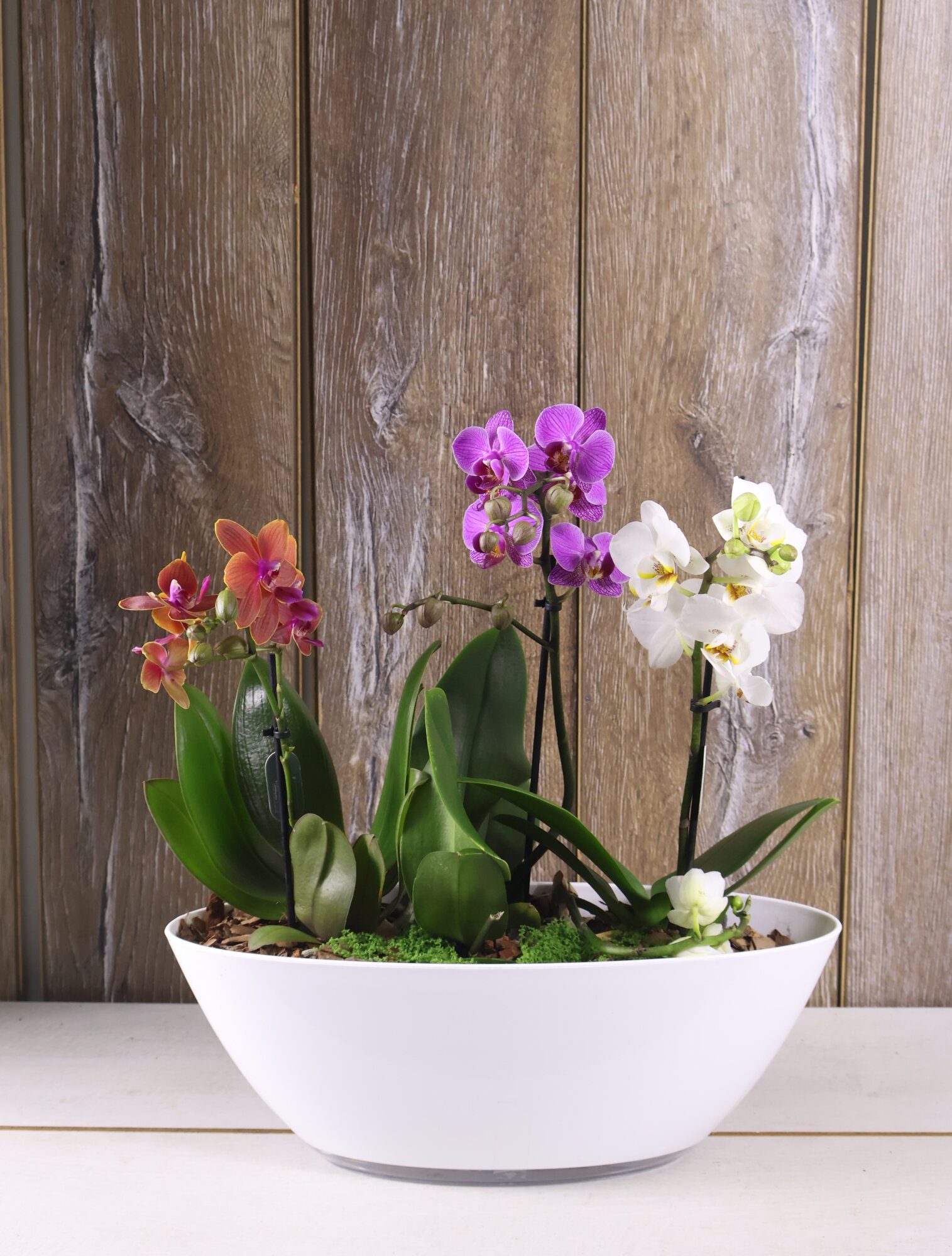 Микс из 3 мини орхидей в керамическом кашпо