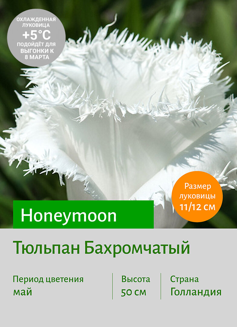 Тюльпан Ханимун (Honeymoon) махровый поздний луковицы 100 шт сотка
