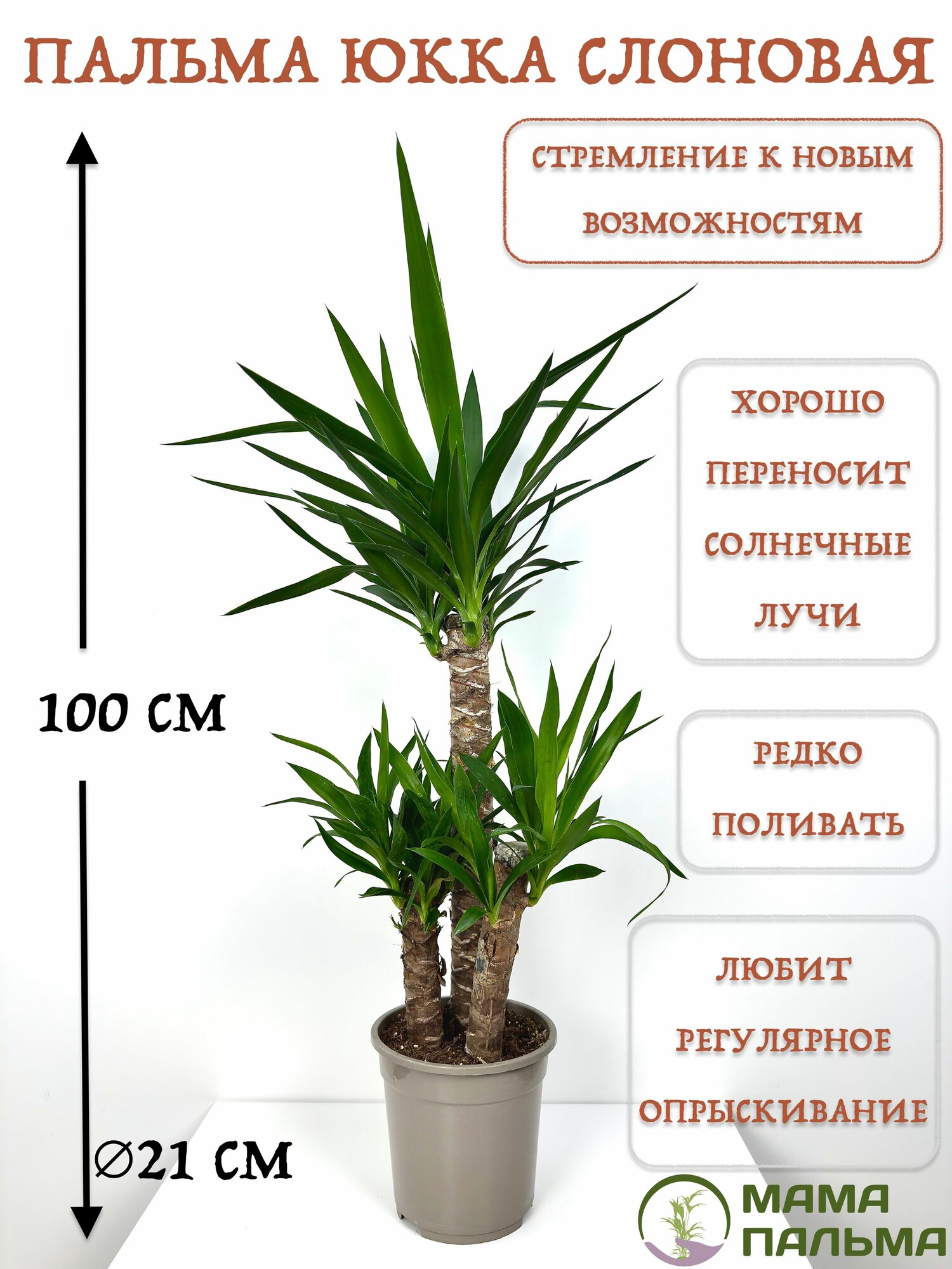 Живое растение Пальма Юкка 3 ствола в горшке D21 высота 100 см крупномер