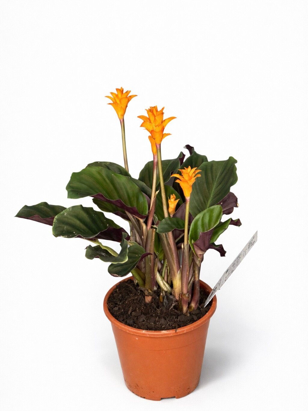 Калатея кроката (Calathea crocata) 14см