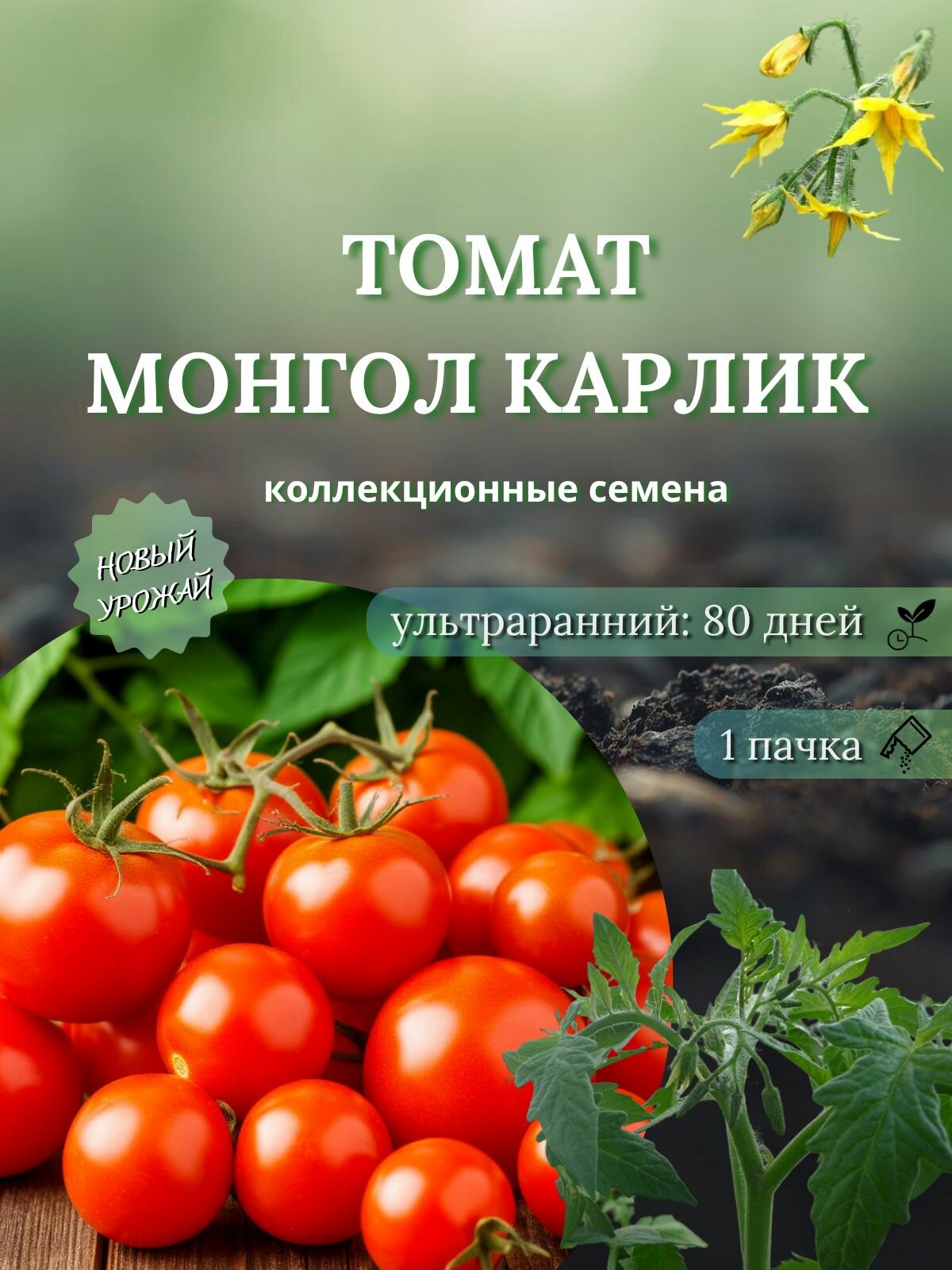 Томат Монгол карлик, коллекционные семена, 10 шт.