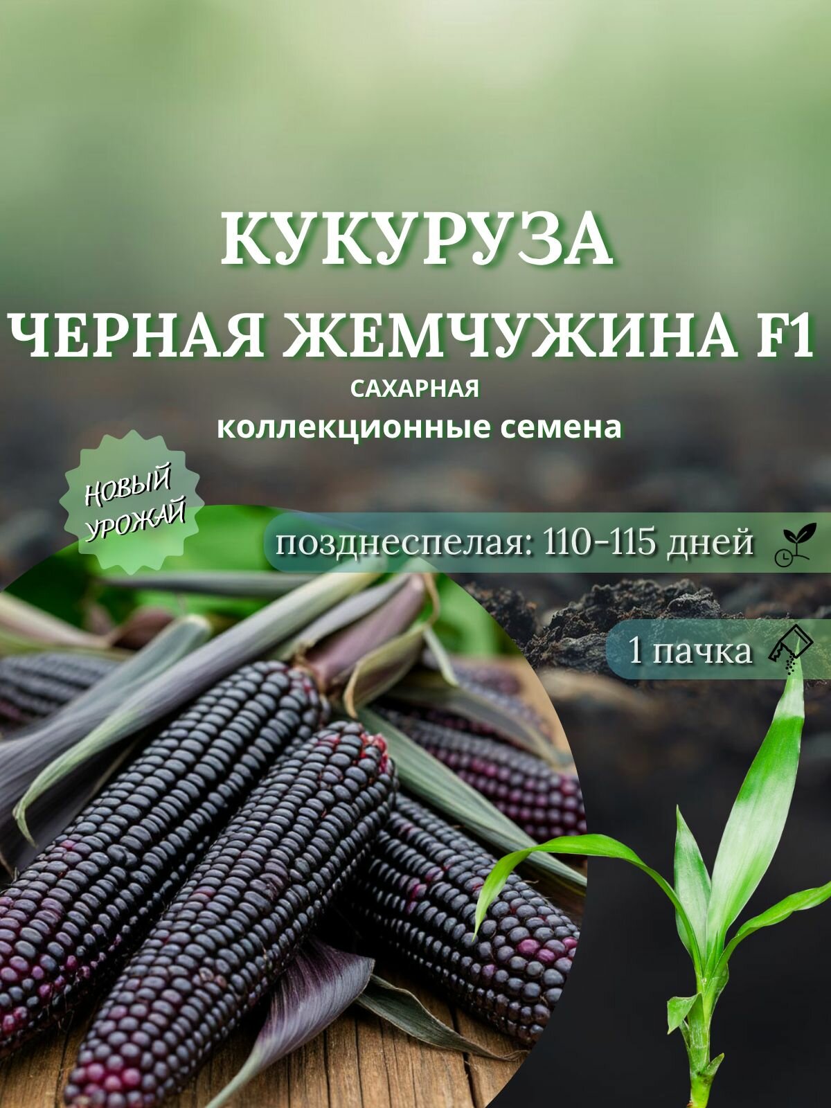 Кукуруза сахарная Черная жемчужина F1, коллекционные семена, 10 шт.