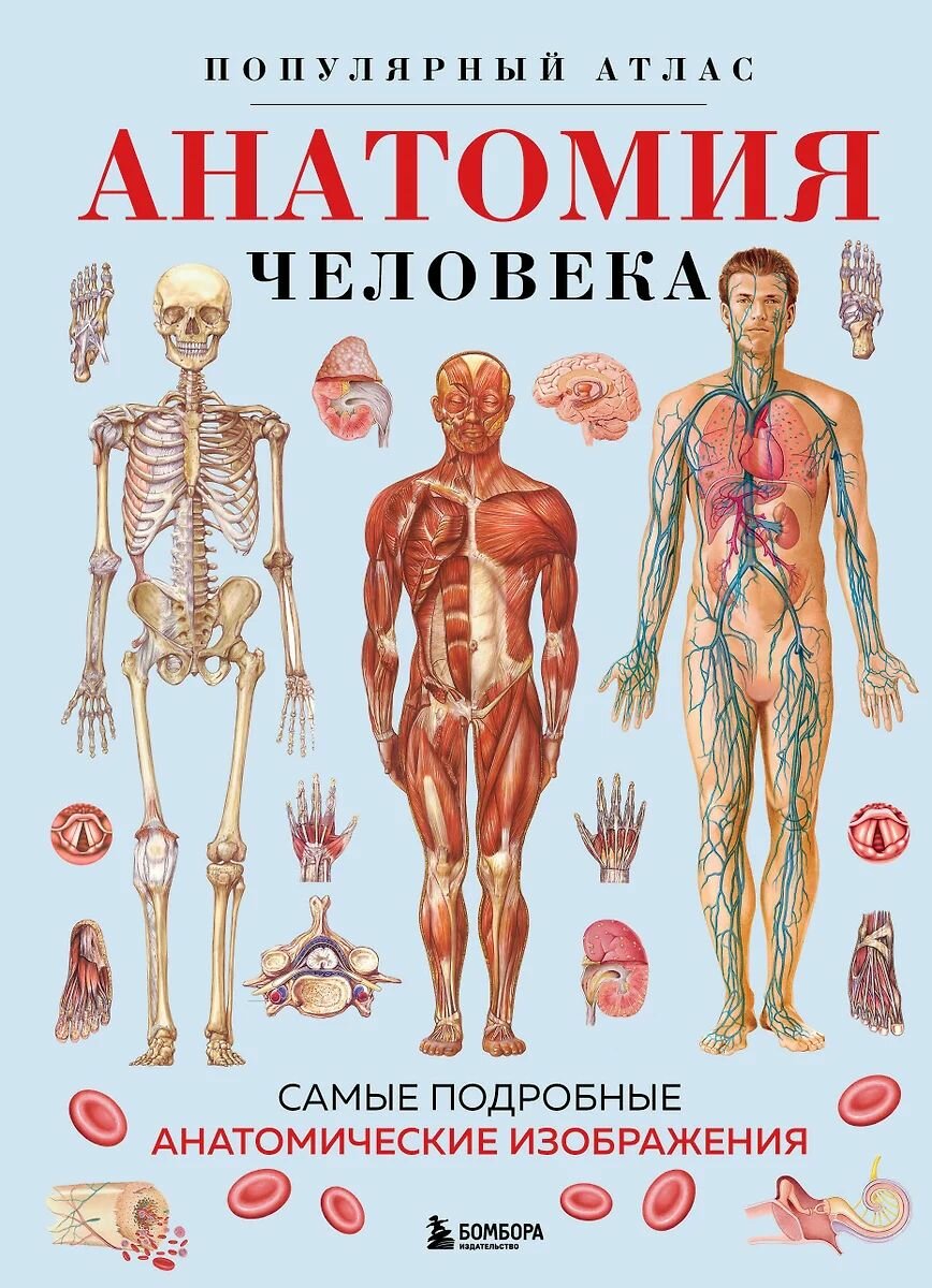 Учебное пособие ЭКСМО Анатомия человека. Популярный атлас. Самые подробные анатомические изображения, 2024