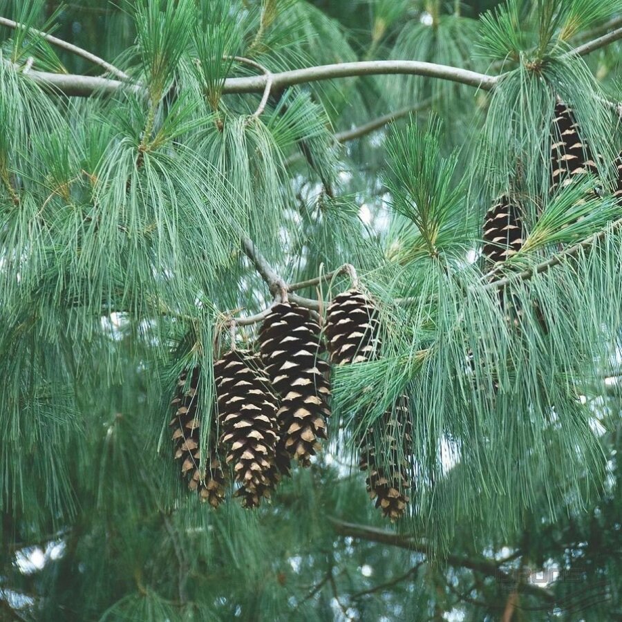Семена Deodar SEEDS COMPANY Сосна гималайская белая 10 шт.