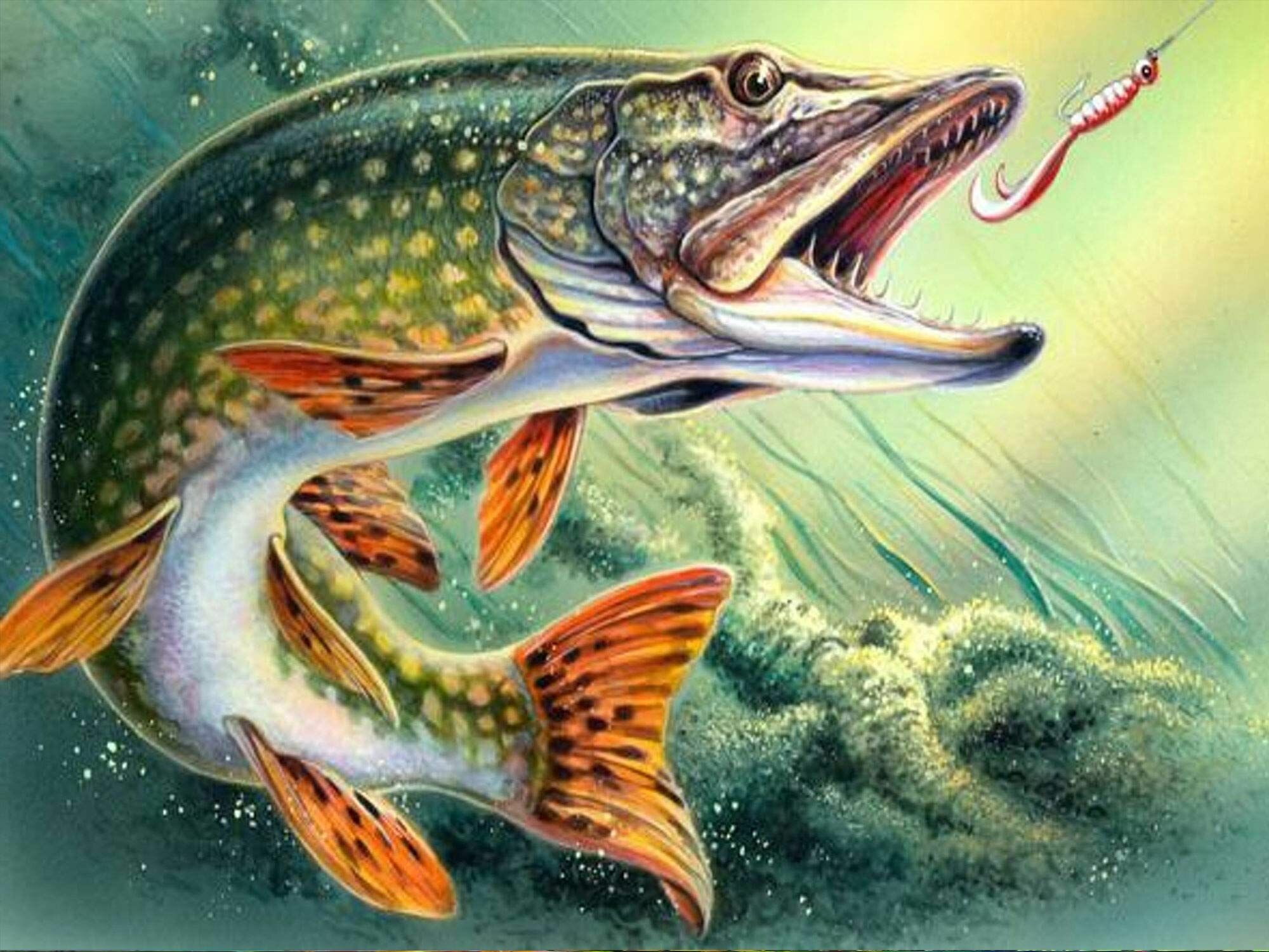 Алмазные Мозаики "рыба" постер знаменитости декоративная роспись40x60cm