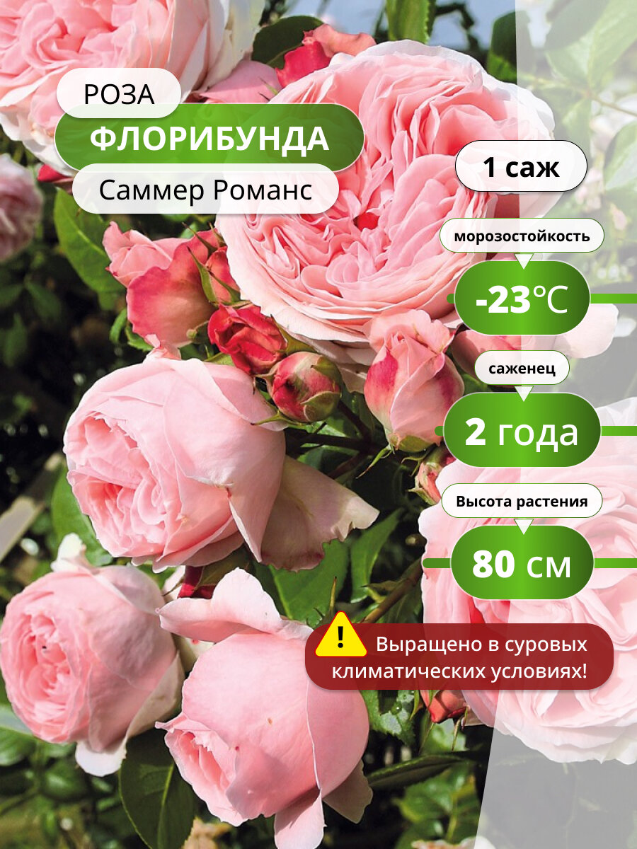 Роза флорибунда "Summer Romance", высота 80см, розовая, аромат аниса и розы