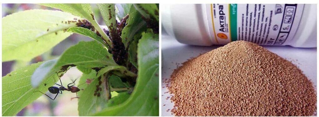 Системный инсектицид широкого спектра Актара 50гр (Фасовка) для защиты растений.