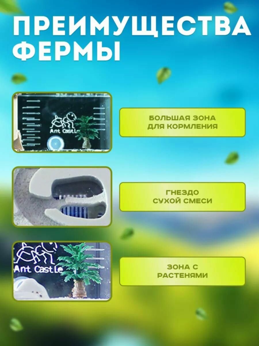 Муравьиная ферма — фото 1