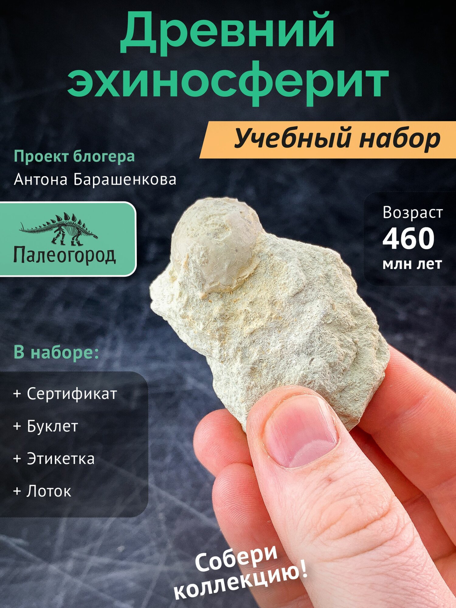 Echinosphaerites aurantium, VF (образец №401). Необычные подарки для взрослых и детей.
