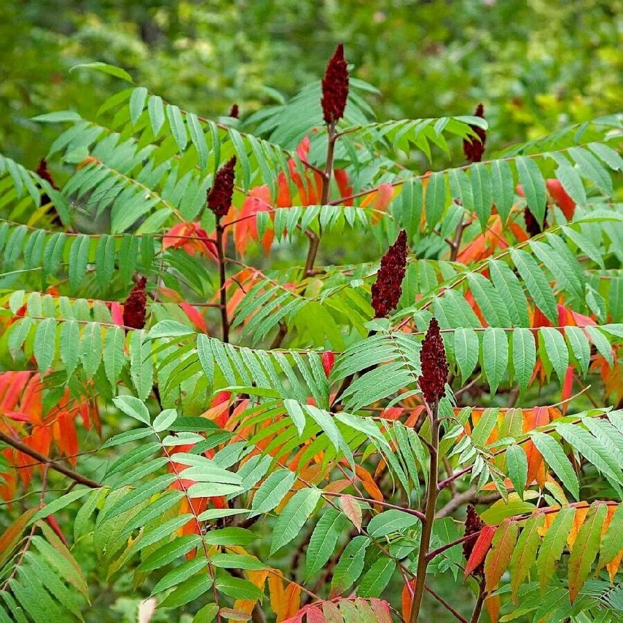 Семена Deodar SEEDS COMPANY Сумах Оленерогий 35 шт.