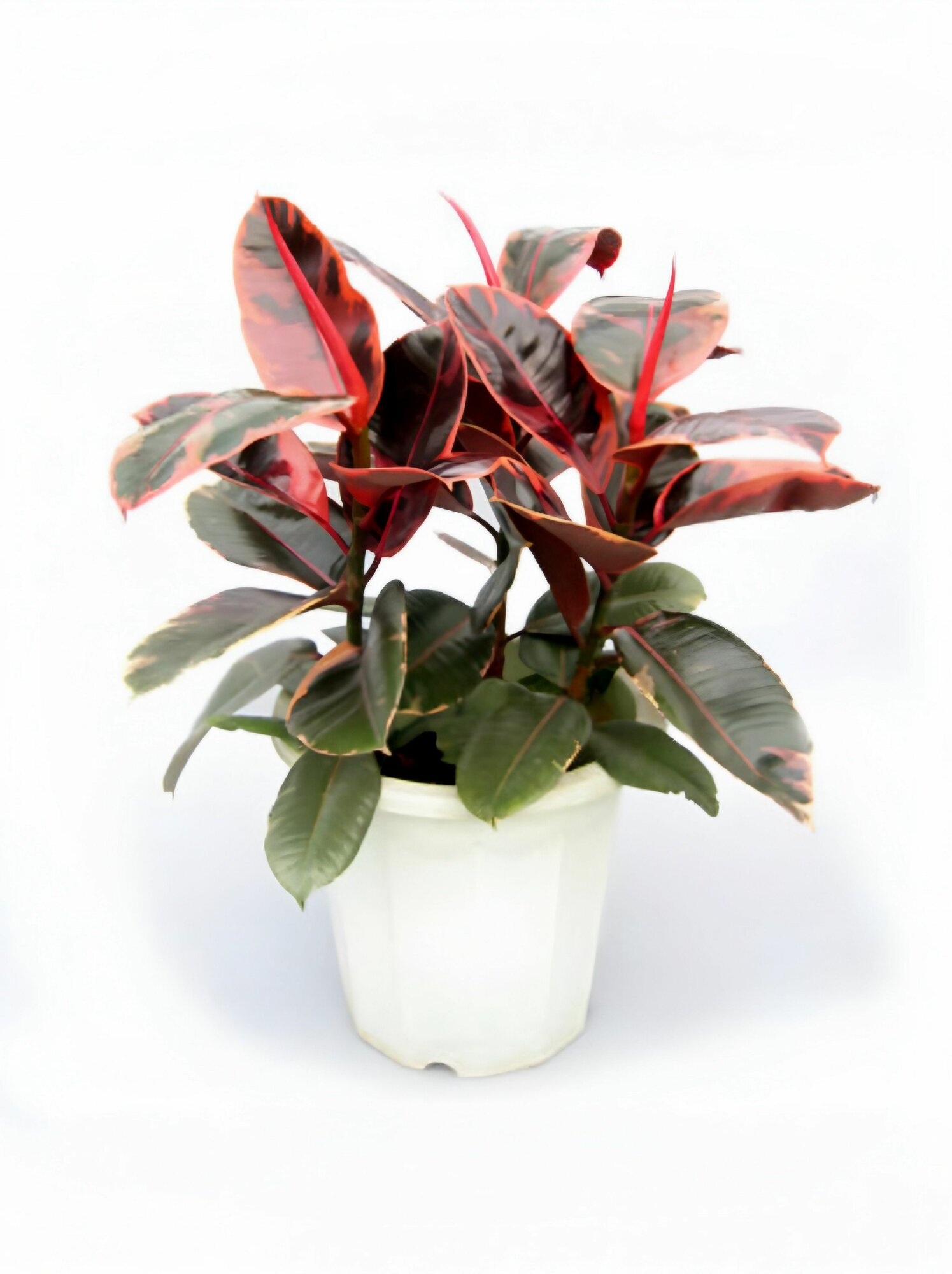 Фикус Руби Пинк 30*10