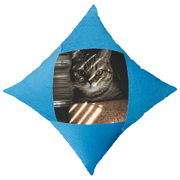 Фотография с изображением кошки - луча