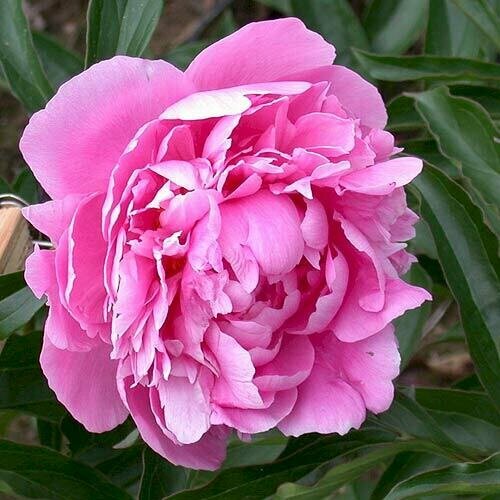 Пион Gilbert Barthelot 1 шт.