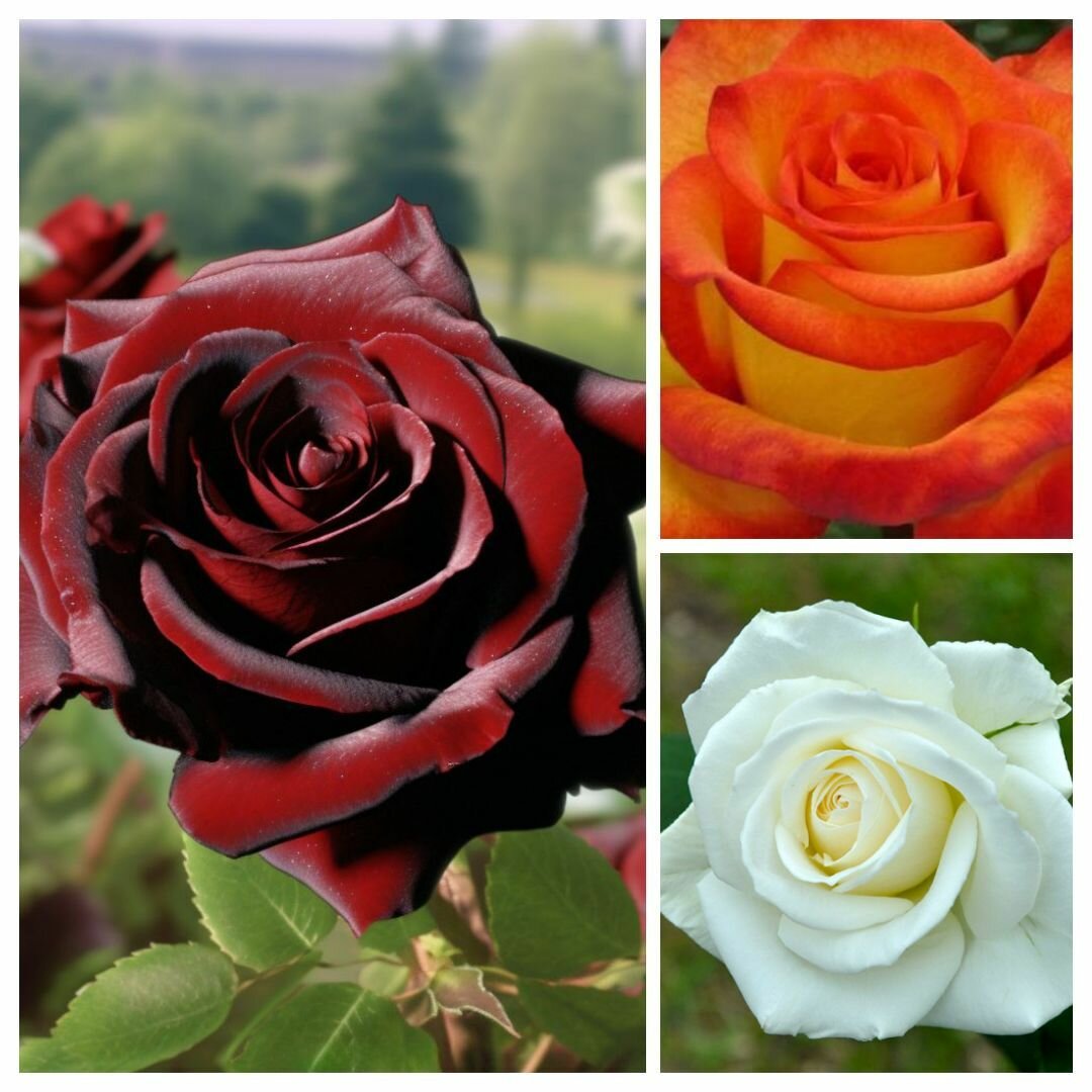 Комплект чайно-гибридных роз Клеопатра 3 шт