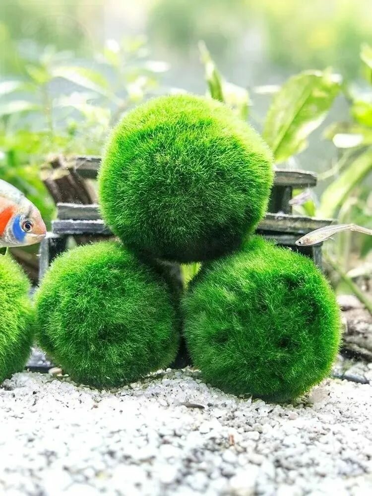 Аквариумный аквариумный шарик из морских водорослей 3 шт.