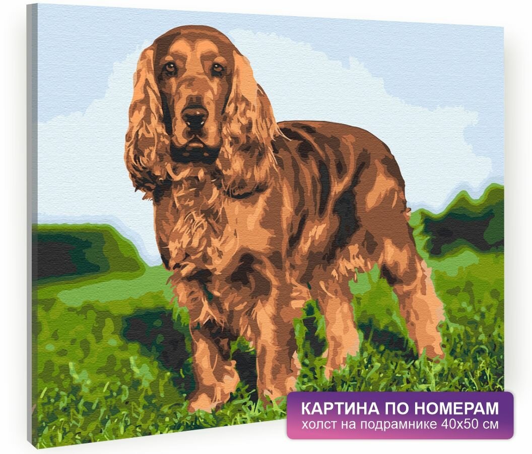 Картина по номерам на холсте с подрамником 40х50 см. Природа, животные, рыбы, птицы. Собаки, щенки. "Спаниель", арт. 4705/