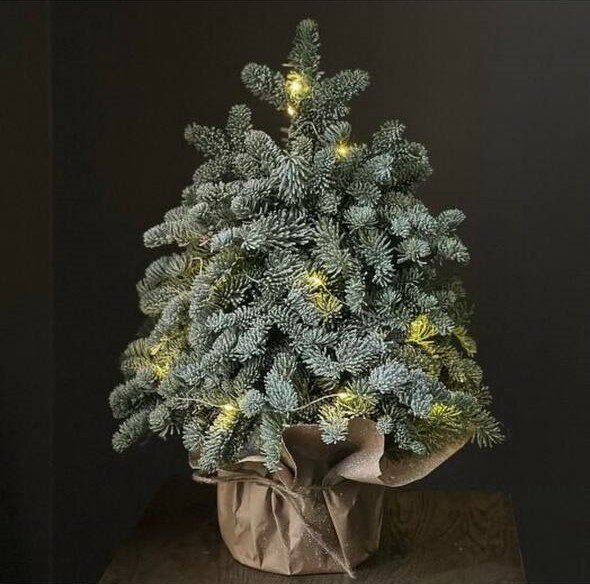 Интерьерная ёлочка живая ручной работы из натурального нобилиса 70 см