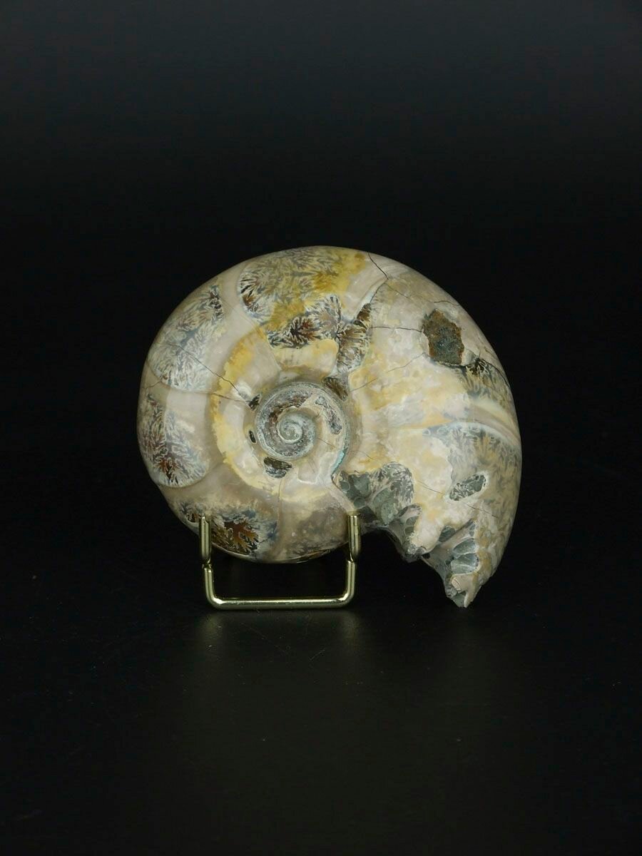 Аммонит Phylloceras 8,5 см - Символ вечности - Мадагаскар