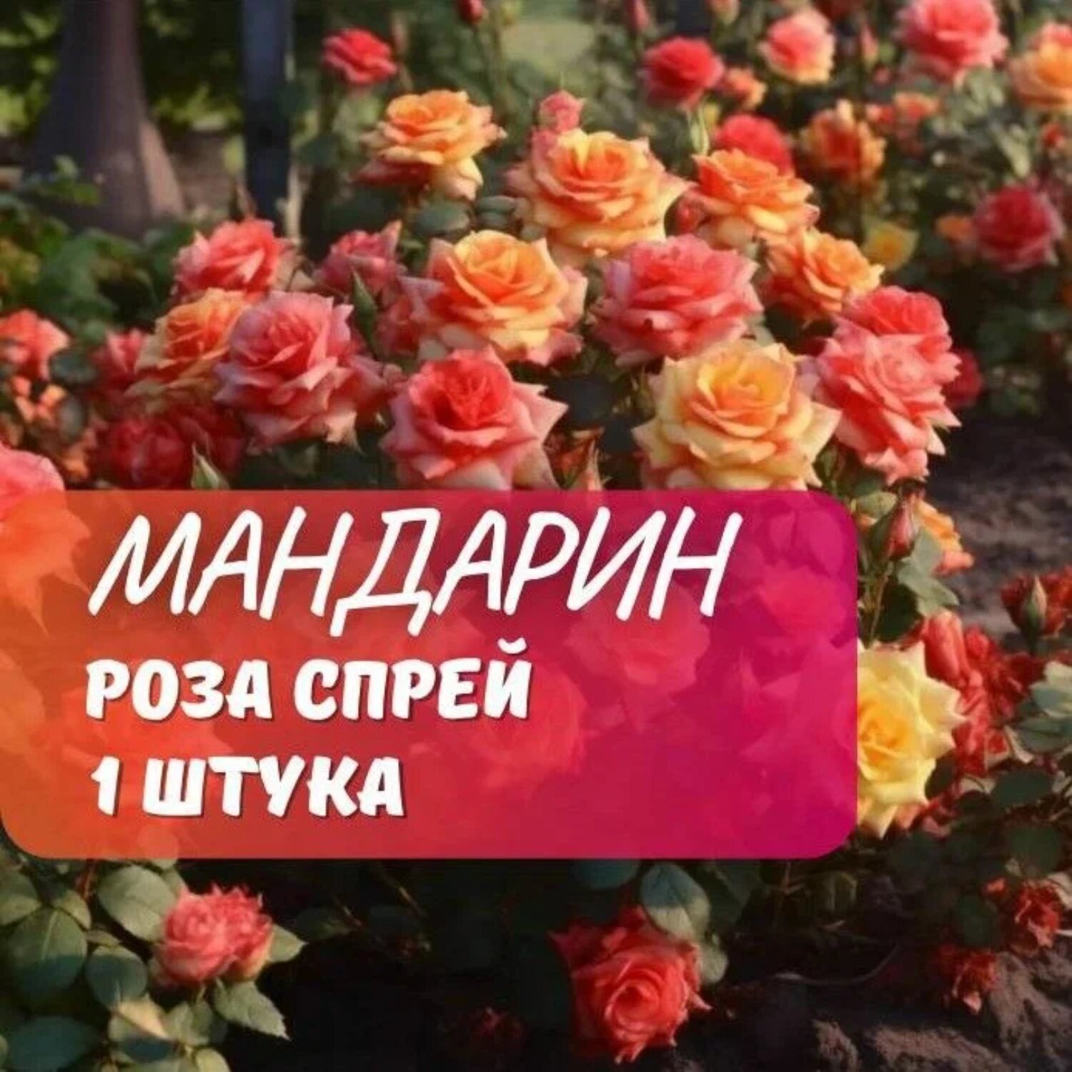 Роза спрей "Мандарин", многолетняя, оранжевая, красная, желтая, 1 шт.