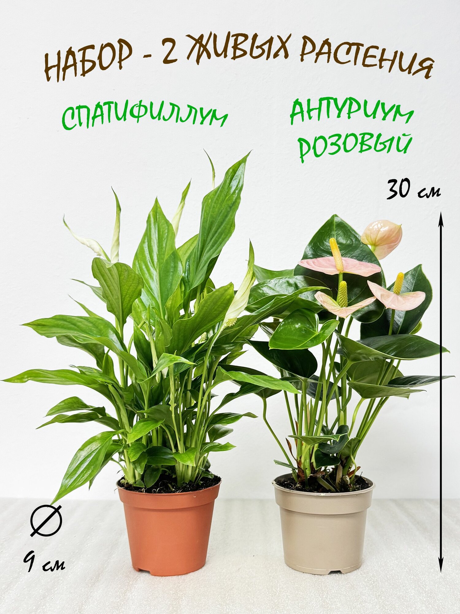 Набор - 2 растения: Спатифиллум и Антуриум розовый высота 30-35см