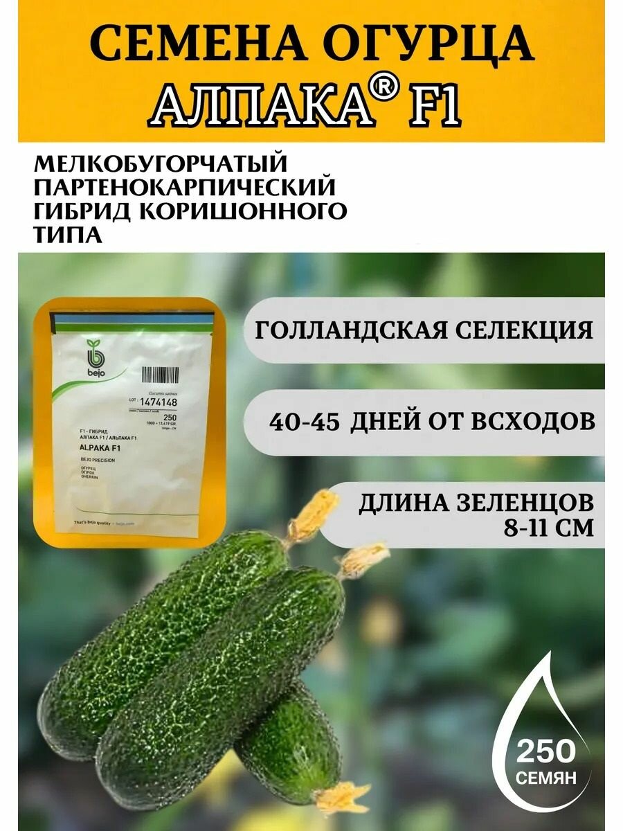 Семена огурца Bejo Алпака F1, среднеранние мелкобугорчатые, 250 семян