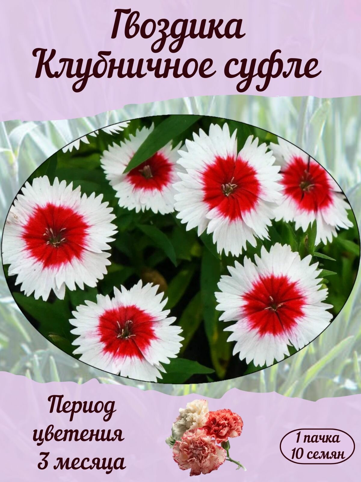 Гвоздика Клубничное суфле, семена, 10 шт, 15 гр.