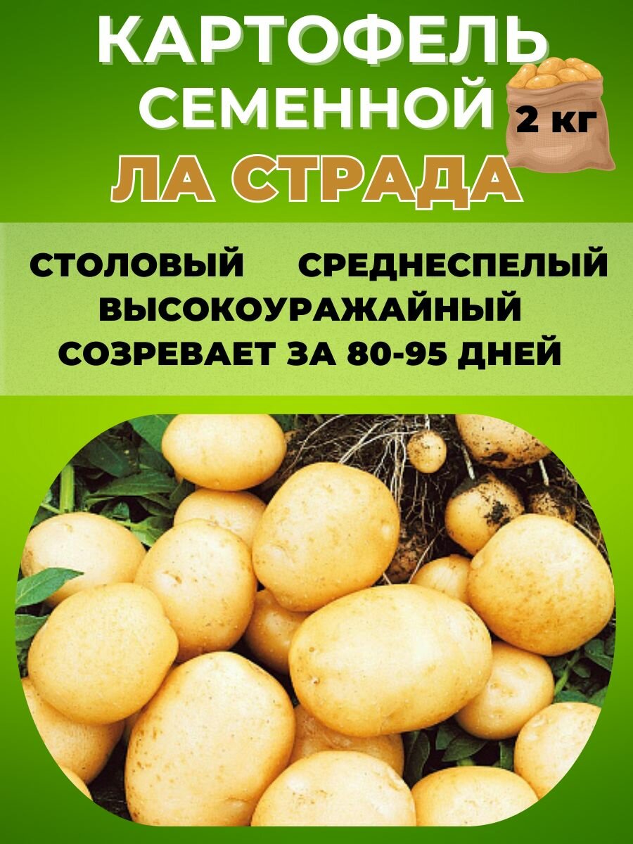 Картофель семенной Ла страда, клубни для посадки