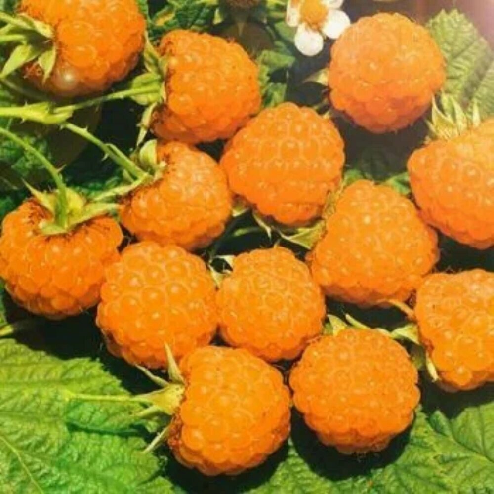 Малина крупноплодная Золотистый гигант / 1 шт, морозостойкий сорт