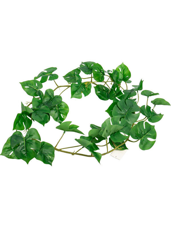 Лиана Монстера, маленькие листья, 35 листьев, 1,75м