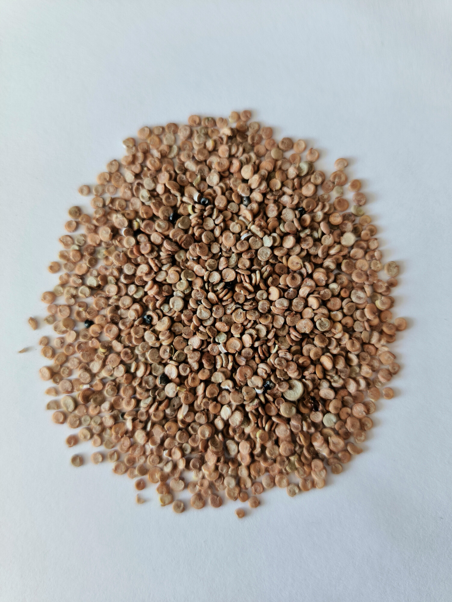 Семена лебеда садовая для посадки 500 штук