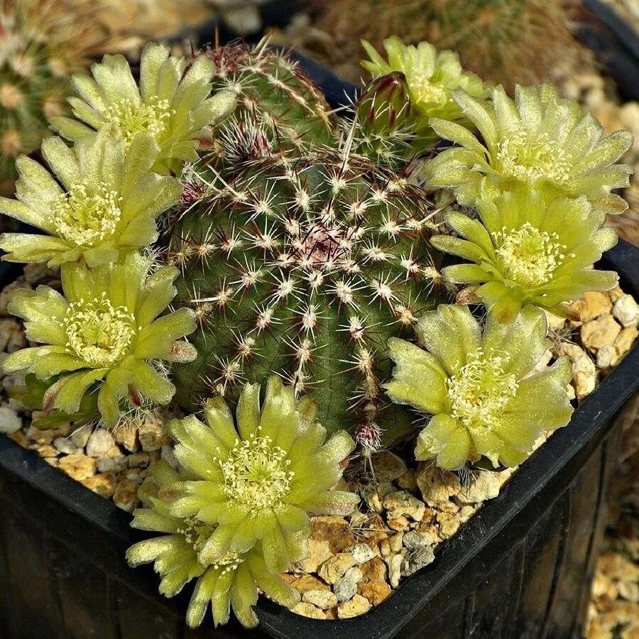 Семена Деодар Кактус Echinocereus viridiflorus 10 шт.