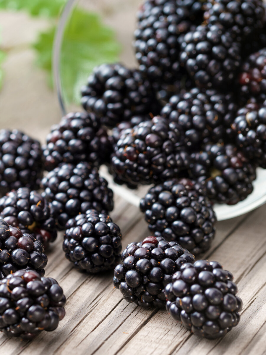 Ежевика "Гималаи" (1 шт) / раннеспелый, морозостойкий, многолетний сорт